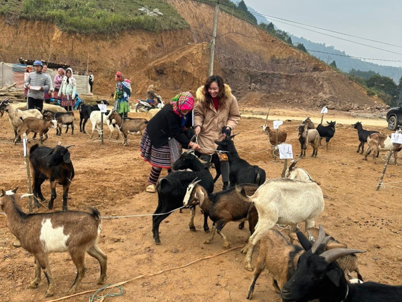 Animal Bank Builds Families Economic Resilience in Vietnam - Hagar ...